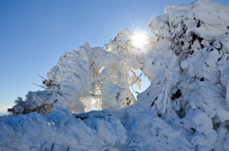 Frozen tree stock photo. Image of light, winter, cool - 85642646
