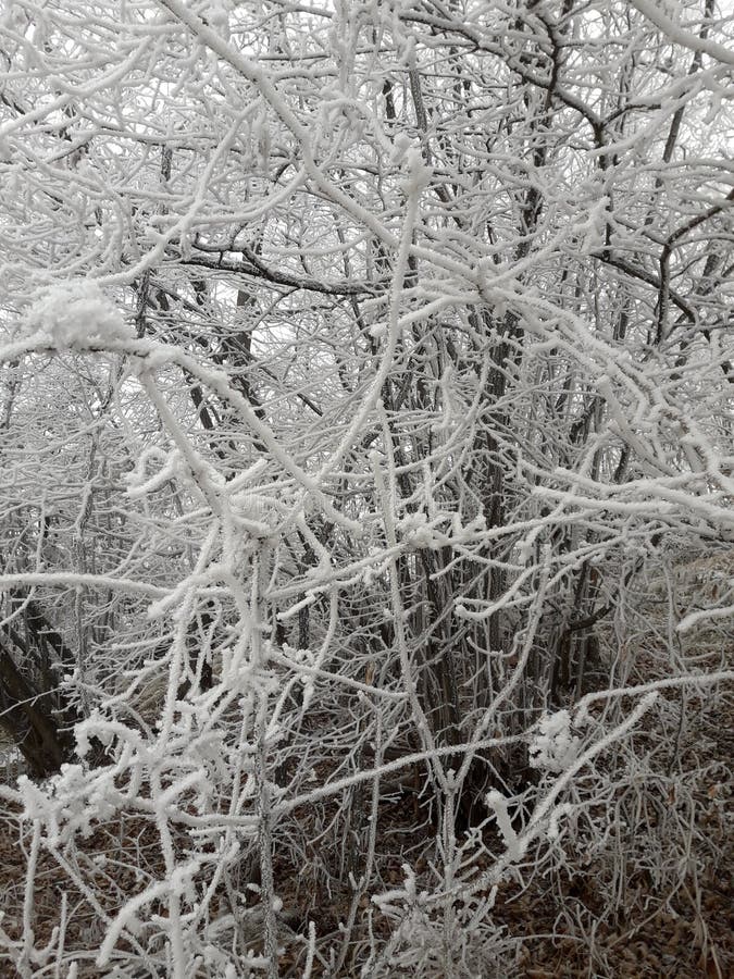 Frozen tree stock image. Image of tree, mountain, snow - 86122003