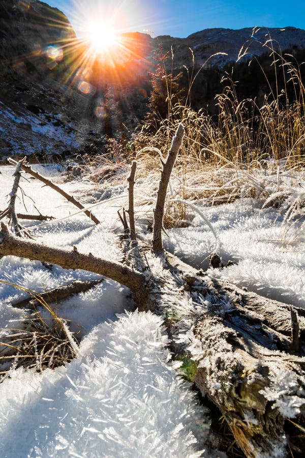 Frozen tree trunk. stock image. Image of mountains, forest - 64546767