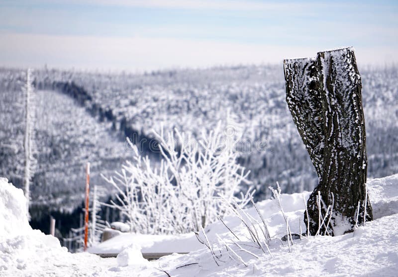 Frozen Tree Trunk in Winter Time at the Mountains Stock Photo - Image ...