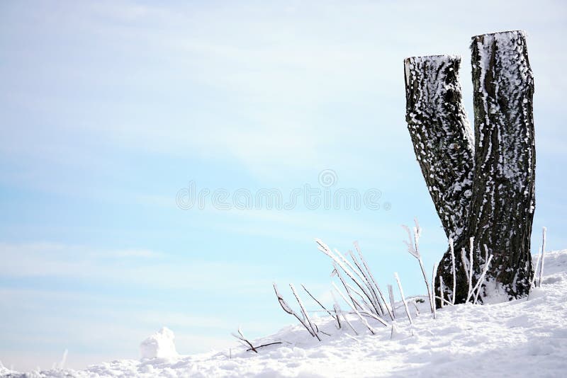 Frozen Tree Trunk in Winter Time at the Mountains Stock Image - Image ...