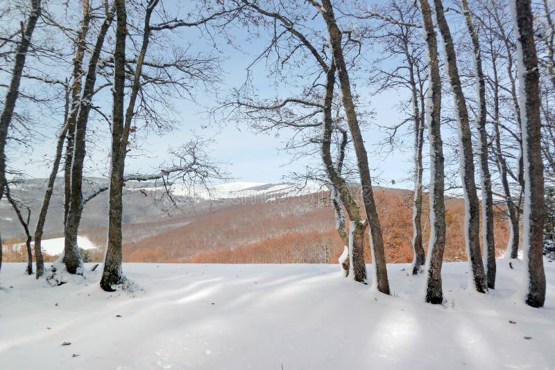 Frozen Tree Trunks on Forest and Mountains Stock Photo - Image of ...