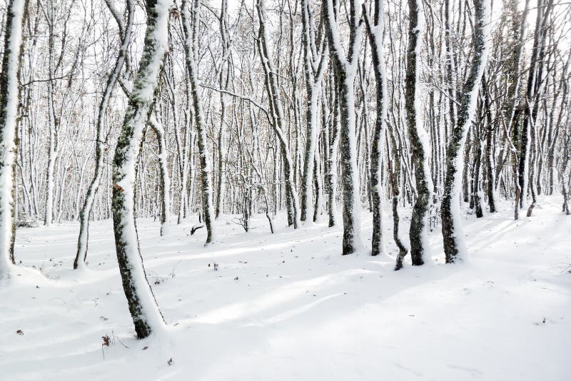 Frozen Tree Trunks on Forest Stock Photo - Image of pattern, woodland ...