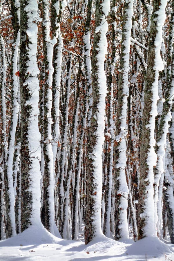 Frozen tree trunks stock photo. Image of trunks, trunk - 35864464