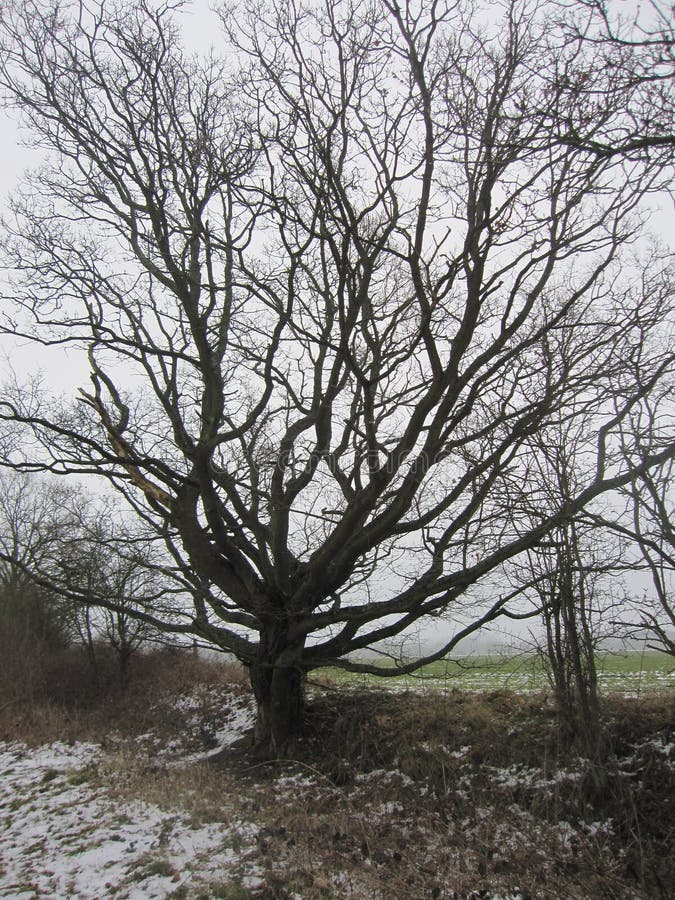 Frozen Tree stock image. Image of tree, winter, cold - 111272471