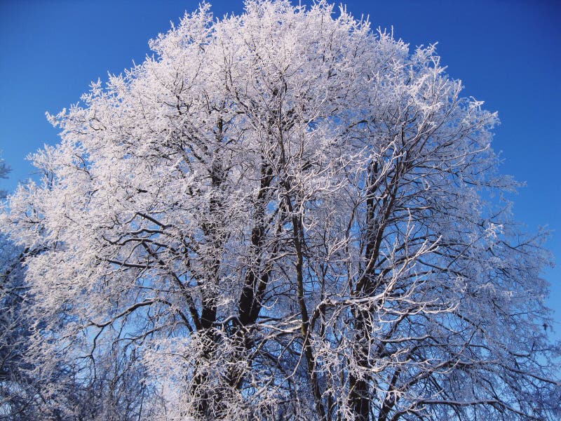 Frozen tree stock photo. Image of daytime, snow, bluesky - 64579996