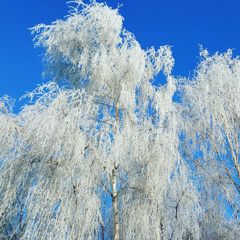 Frozen Tree stock photo. Image of tree, nature, leaves - 98142554