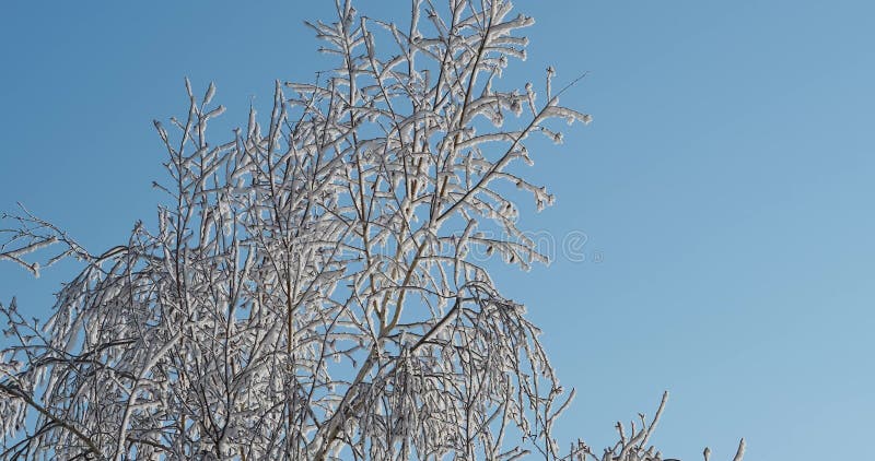 Frozen Tree on Ice Under Moon with Clouds Stock Video - Video of chill ...
