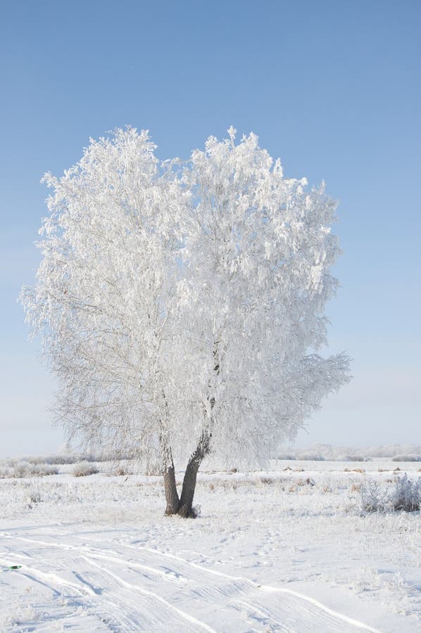 Frozen tree stock photo. Image of space, freeze, tree - 46954046