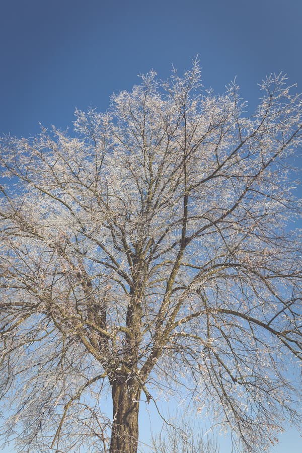 Frozen Tree on Winter Field and Blue Sky Stock Photo - Image of snow ...
