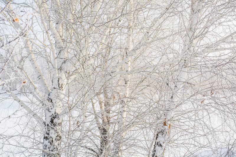 The Frozen Tree. in the Winter the Tree Froze from Cold Stock Image ...
