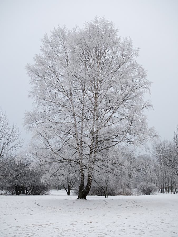 Frozen tree stock photo. Image of clime, ecology, lonely - 86555998