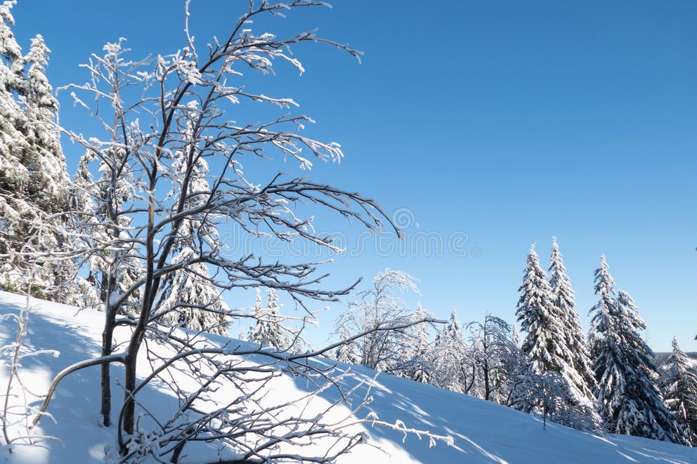 Frozen Tree in the Winter in Mountains Stock Image - Image of park, isolated: 304799649