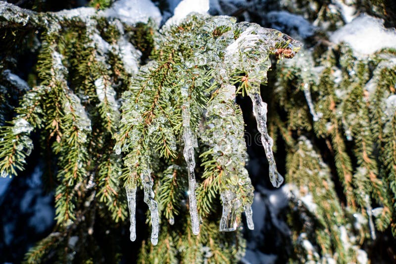 Frozen Tree in the Winter in Mountains Stock Image - Image of protectec ...