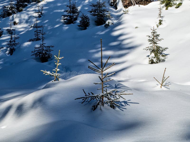 Frozen Tree in the Winter in Mountains Stock Image - Image of highlands ...