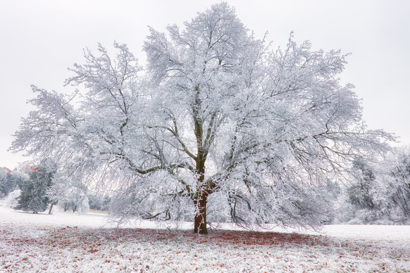 Frozen Tree in Winter with Snow Stock Photo - Image of branch, outdoor ...