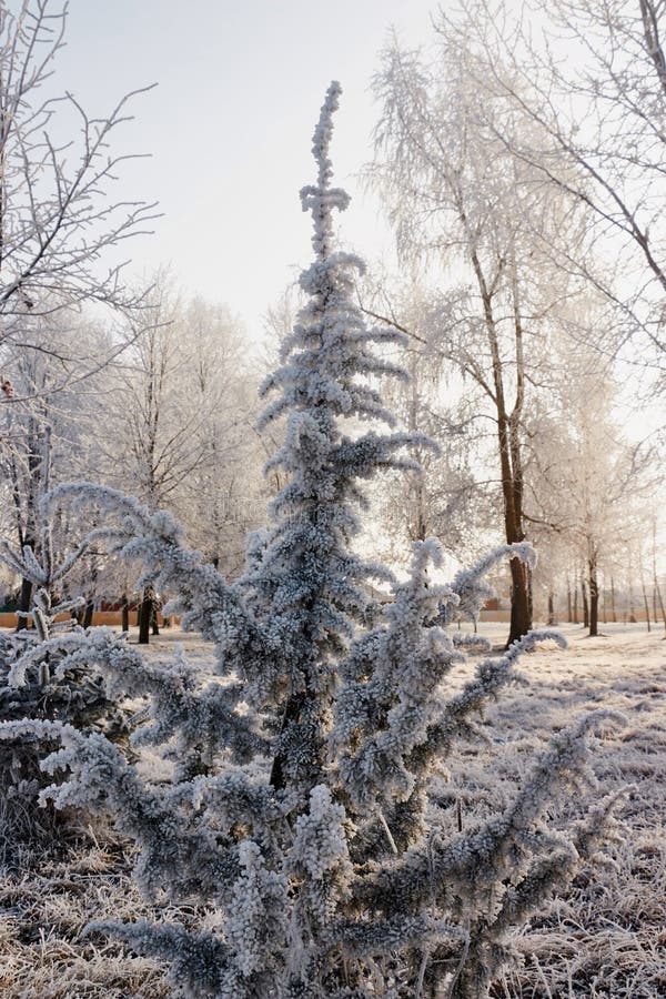Frozen tree stock image. Image of park, frozen, landscape - 48222851