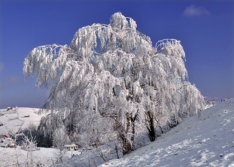 Snow bending tree stock image. Image of zhuji, season - 13445039