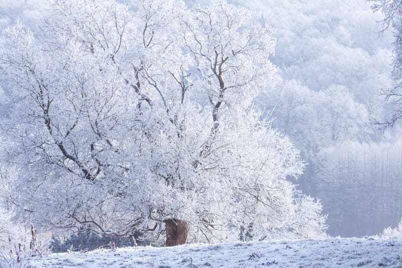Frozen Tree Withe Snow Winter Magic Landscape Stock Photo - Image of ...