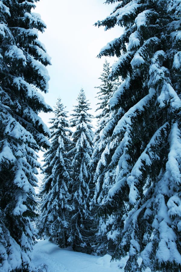 Frozen trees stock photo. Image of winter, cold, wild - 10310664