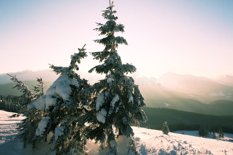 Frozen trees stock photo. Image of trees, forest, winter - 12117012