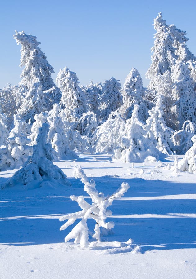 Frozen trees stock image. Image of park, trees, freeze - 12731939