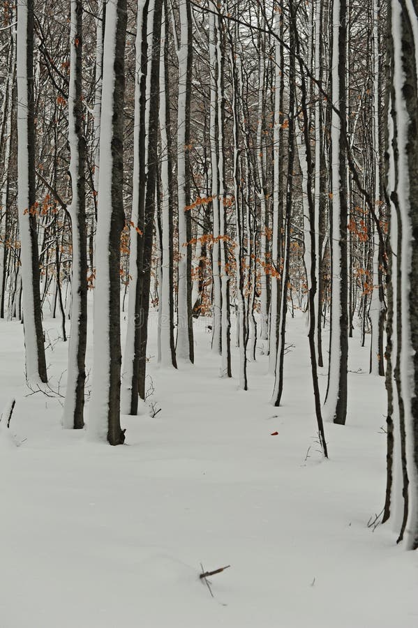 Frozen trees stock photo. Image of bark, mountains, trees - 12792794