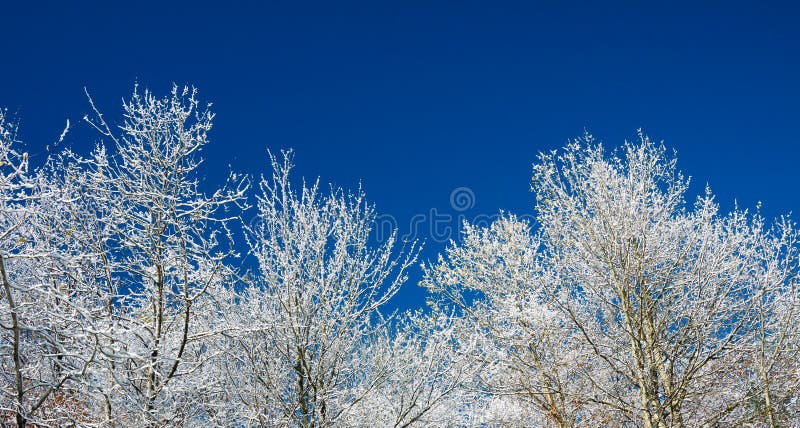White Frozen Trees and Blue Sky Stock Photo - Image of covered, beauty ...