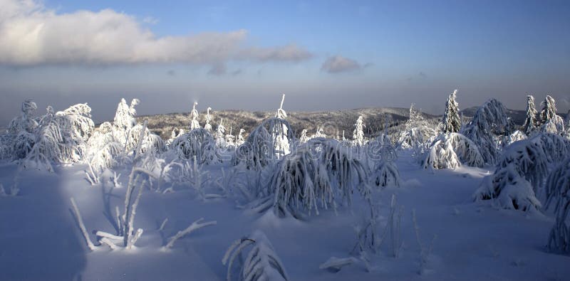 Frozen trees stock image. Image of skiing, cowered, insulated - 2232505