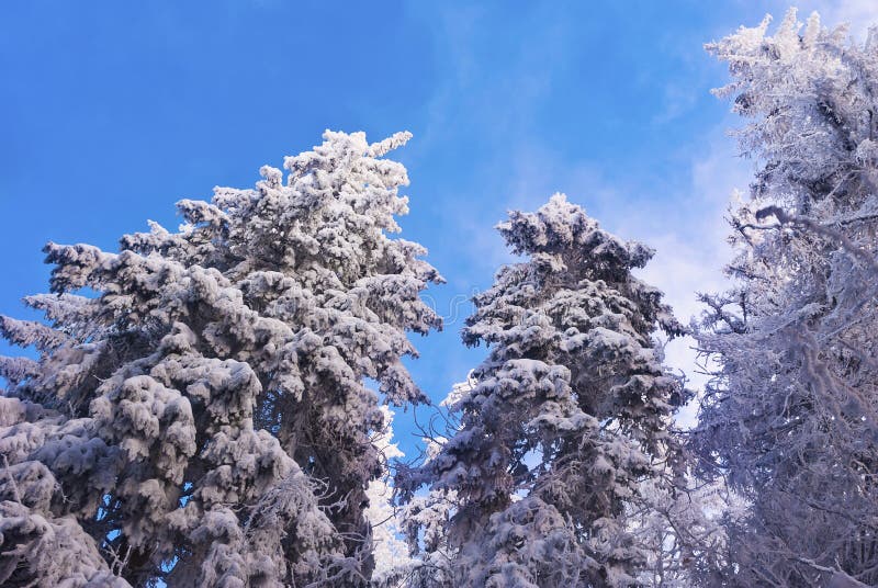 Frozen trees stock image. Image of frozen, cool, cover - 22916411