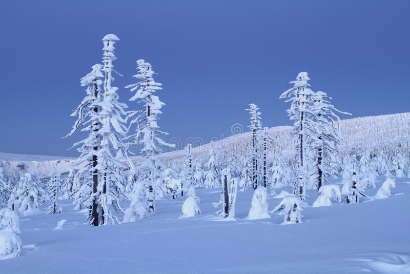 Frozen trees stock photo. Image of scenery, tree, forest - 23396036
