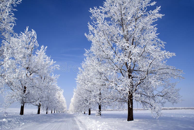 Frozen trees stock image. Image of perspective, majestic - 21184209