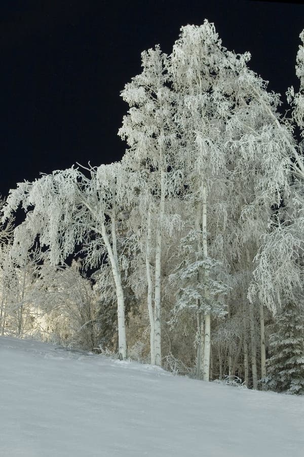 FROZEN: trees stock image. Image of dense, light, night - 431843