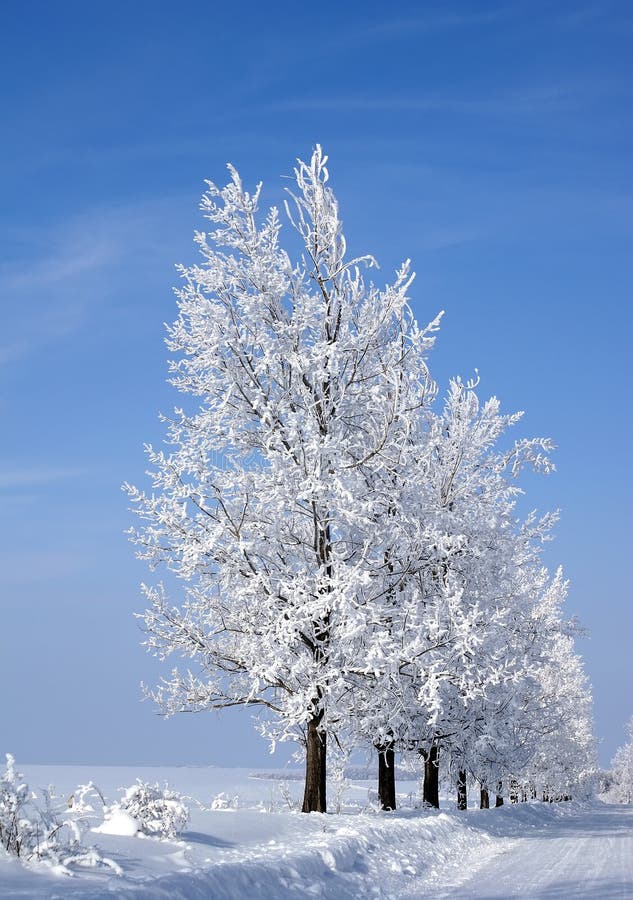 Frozen trees stock image. Image of branches, tourism - 175815375