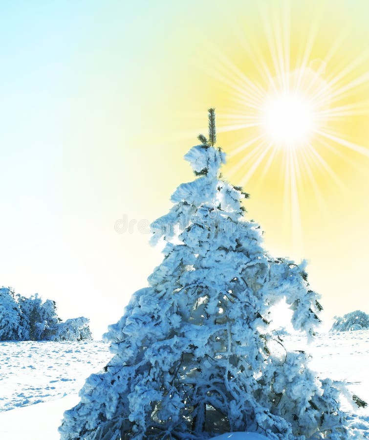Frozen trees stock photo. Image of pine, nature, woods - 7079614