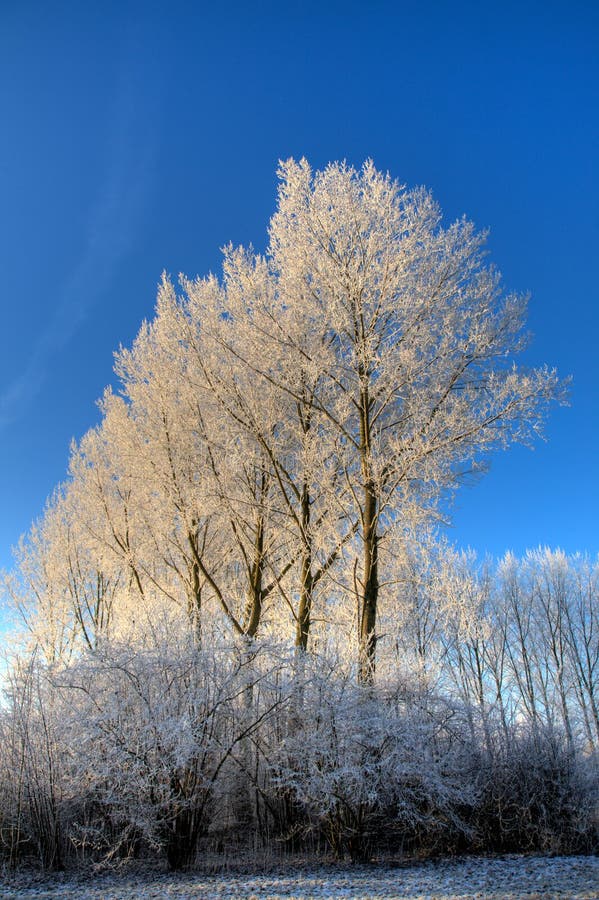 Frozen trees stock photo. Image of christmas, snowy, trees - 7750916