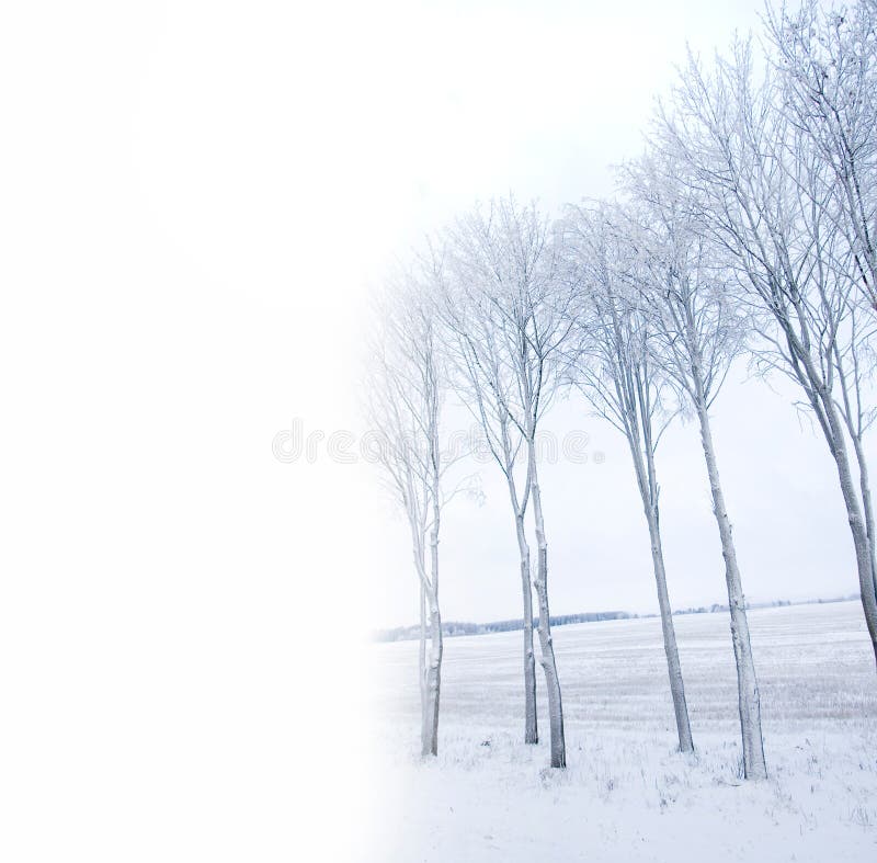 Frozen Trees Picture. Image: 7755333