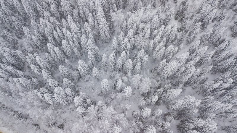 Frozen trees above stock photo. Image of branch, snow - 137290974