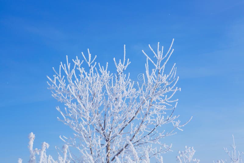 Frozen Trees and Branches . Beautiful White Winter Stock Image - Image ...