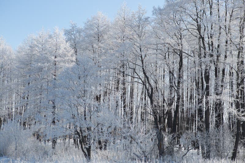 Frozen Trees and Branches . Beautiful White Winter Stock Photo - Image ...