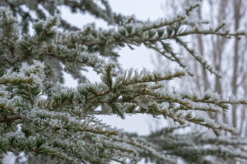 Frozen Trees and Branches with Ice and Fog Stock Photo - Image of alone ...