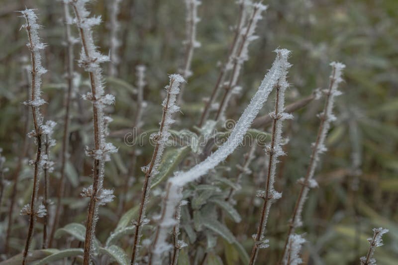 Frozen Trees and Branches with Ice and Fog Stock Photo - Image of cold ...