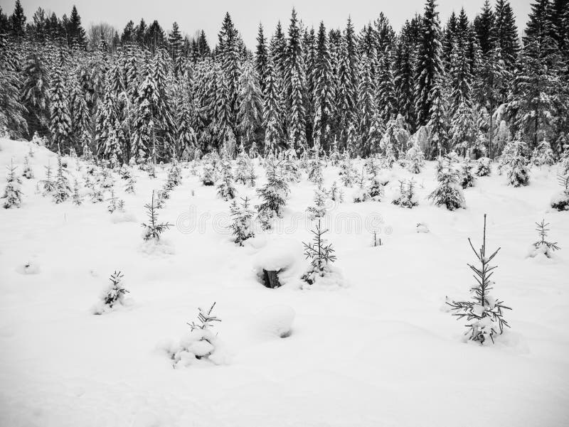 Frozen Trees in the Cold Forest Winter Snow Stock Photo - Image of ...
