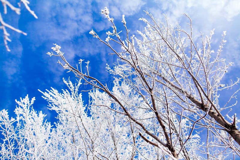Frozen Trees with Cool Blue Winter Sky Stock Image - Image of line ...