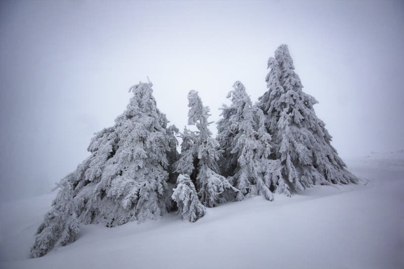 Frozen Trees in Deep Snow - Extreme Winter Landscape Stock Image ...