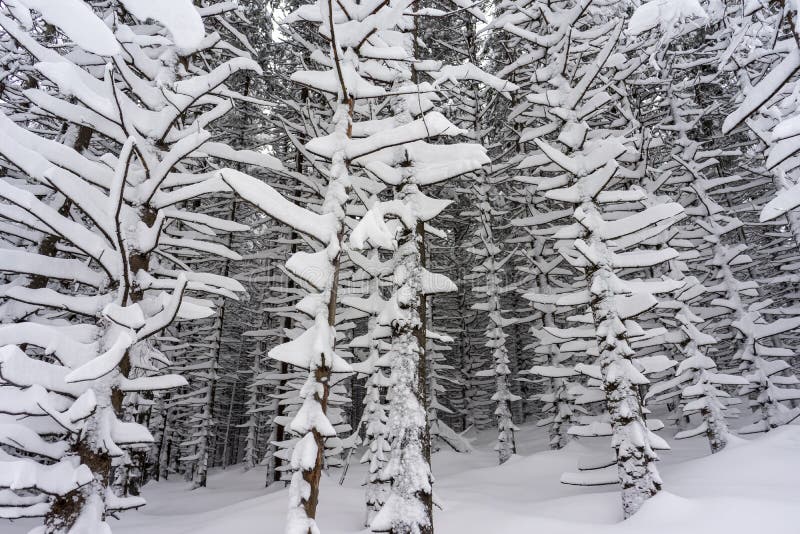 Frozen Trees in Deep Snow. Tatra Mountains Stock Photo - Image of trees ...