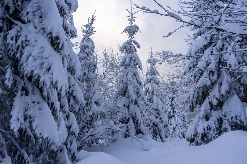 Frozen Trees in Deep Snow. Tatra Mountains Stock Image - Image of ...