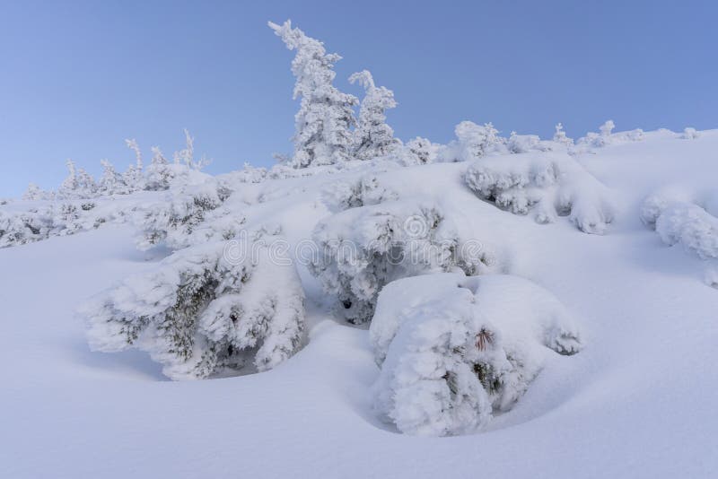 Frozen Trees in Deep Snow. Tatra Mountains Stock Photo - Image of ...