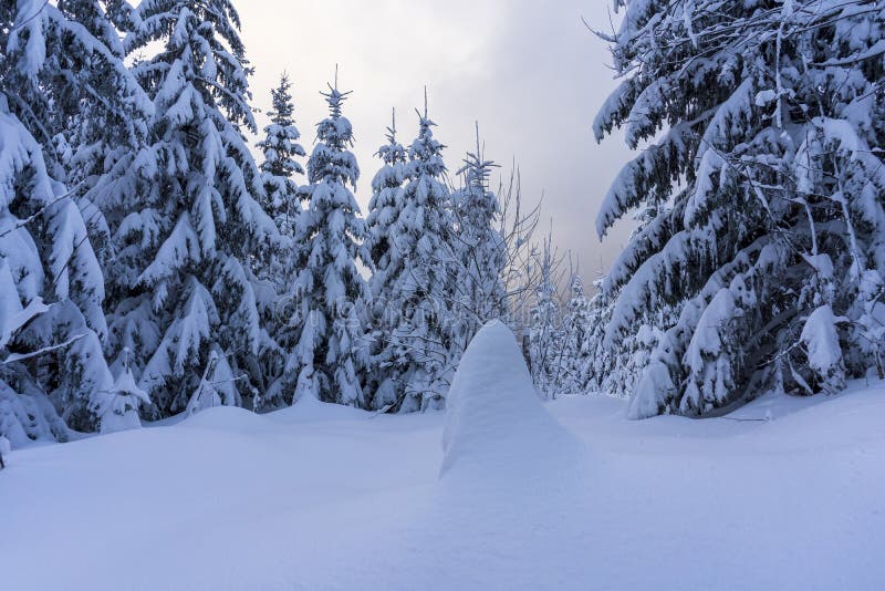 Frozen Trees in Deep Snow. Tatra Mountains Stock Photo - Image of ...