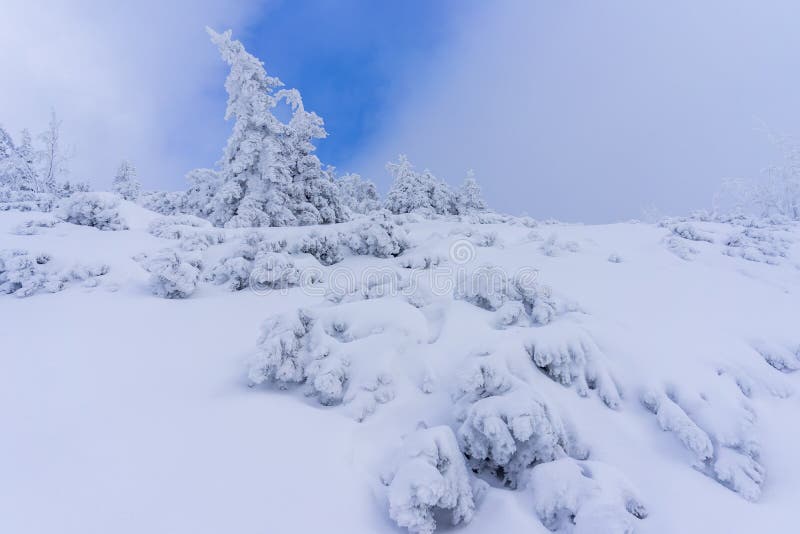 Frozen Trees in Deep Snow. Tatra Mountains Stock Image - Image of ...